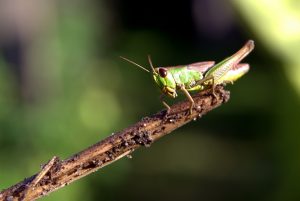 Pinhead Crickets For Feeding – Helpful & Informative Blogs